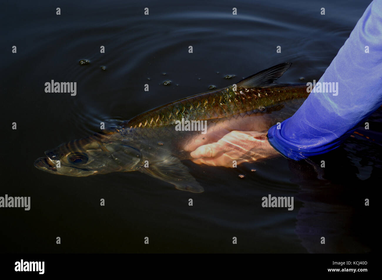 A fisherman holds a juvenile tarpon caught while fishing the remote ...