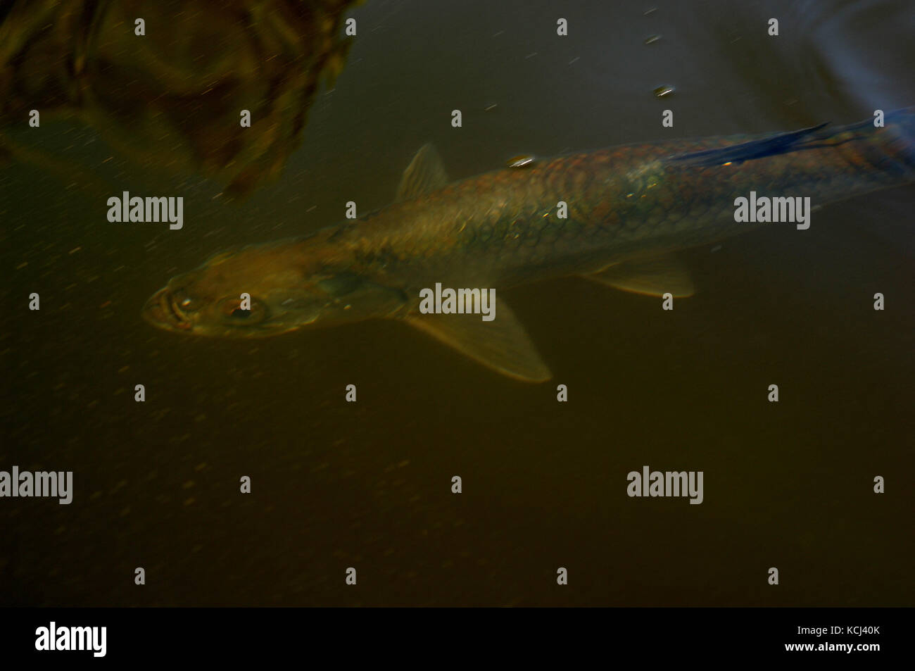 A juvenile tarpon caught while fly fishing the remote jungle rivers of ...
