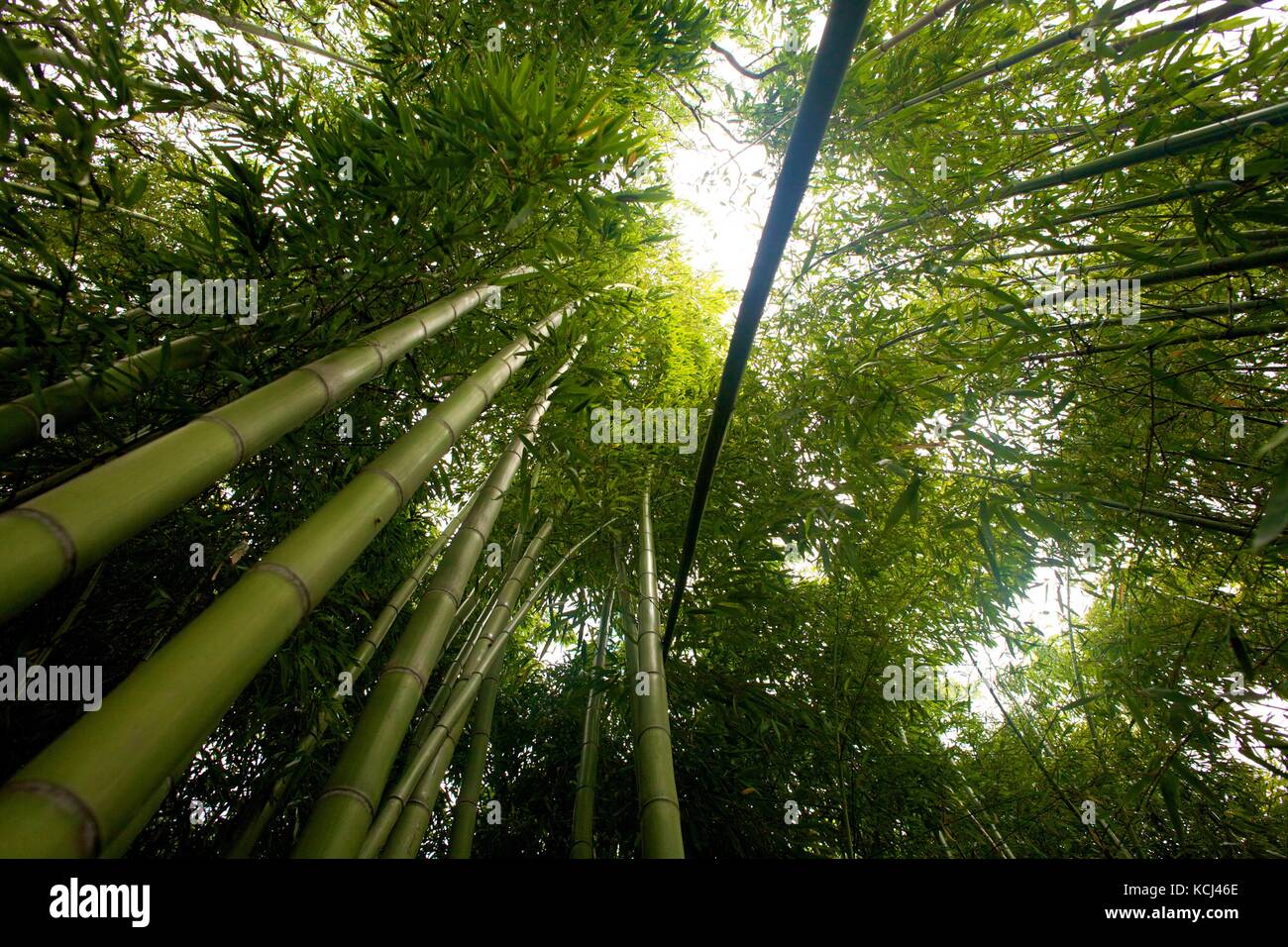 High growing bamboo shot from below Stock Photo - Alamy