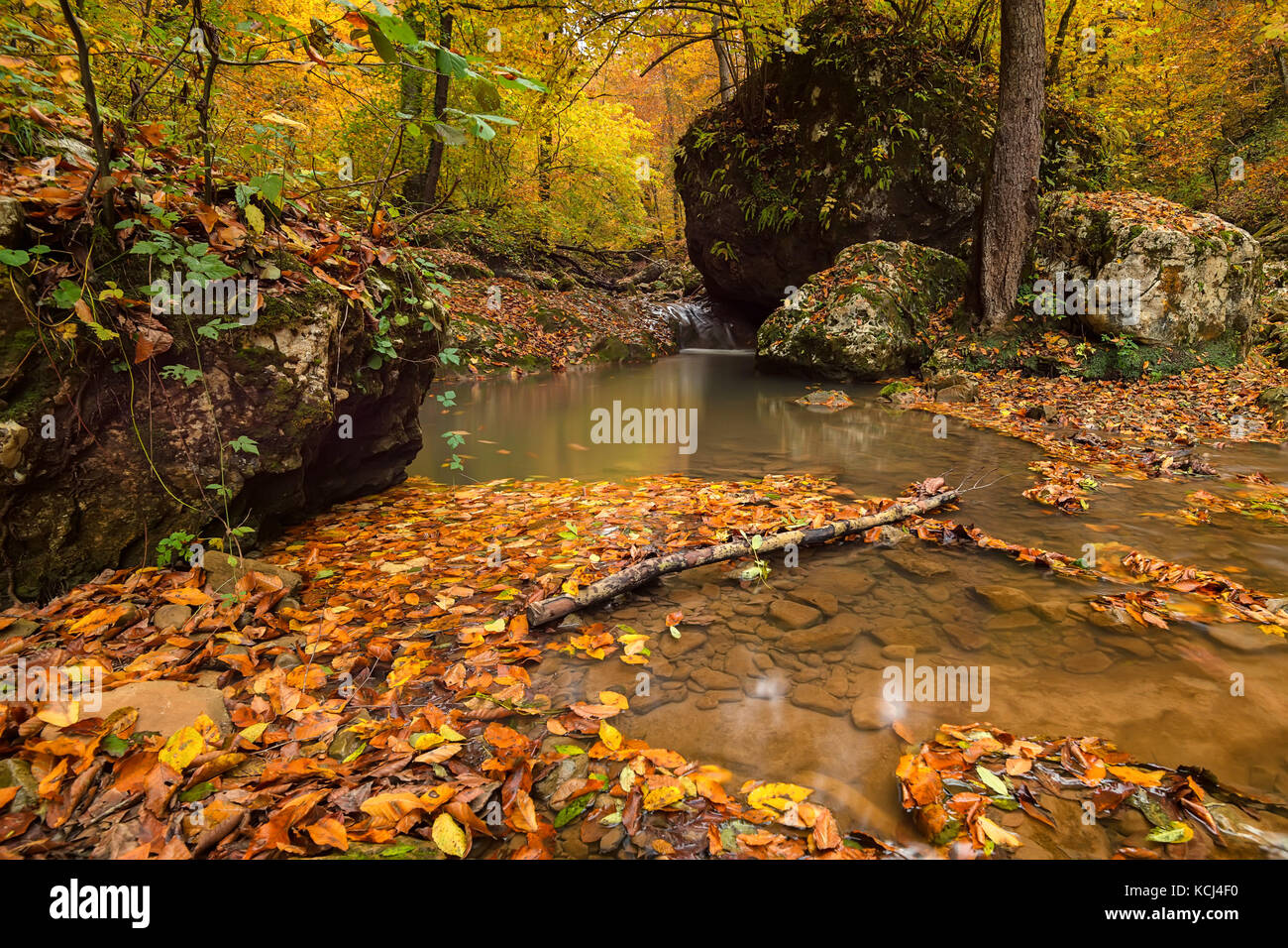 Autumn forest with creek Stock Photo - Alamy