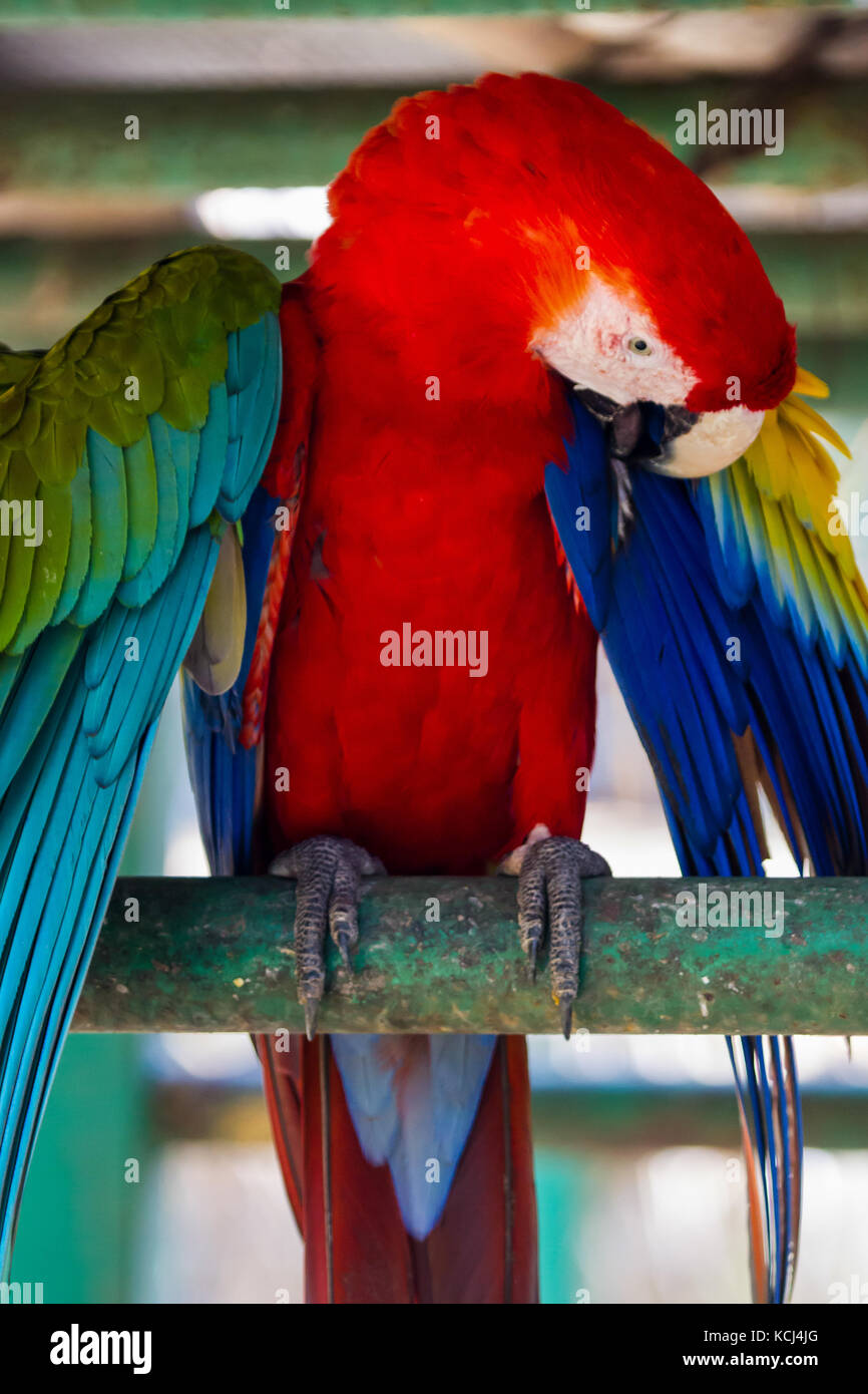 Scarlet Macaw preening on perch, Mexico, 2017 Stock Photo - Alamy