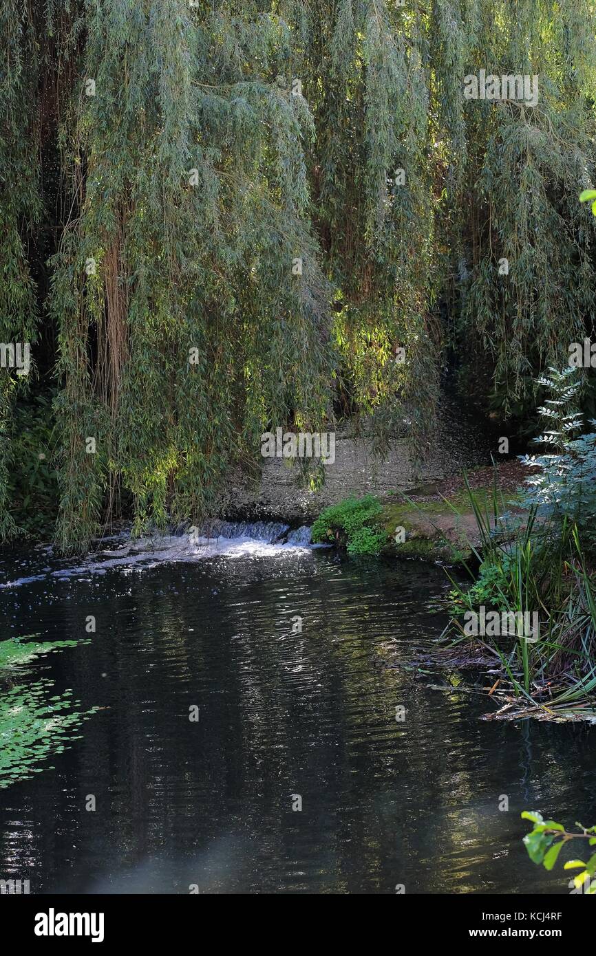 Willow tress hi-res stock photography and images - Alamy