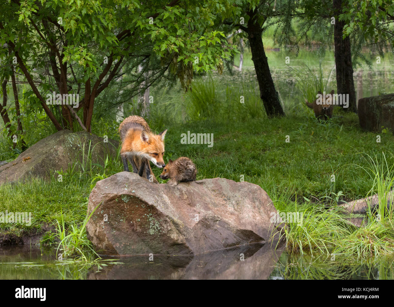 Red Fox Mother and Baby Interacting Stock Photo - Alamy