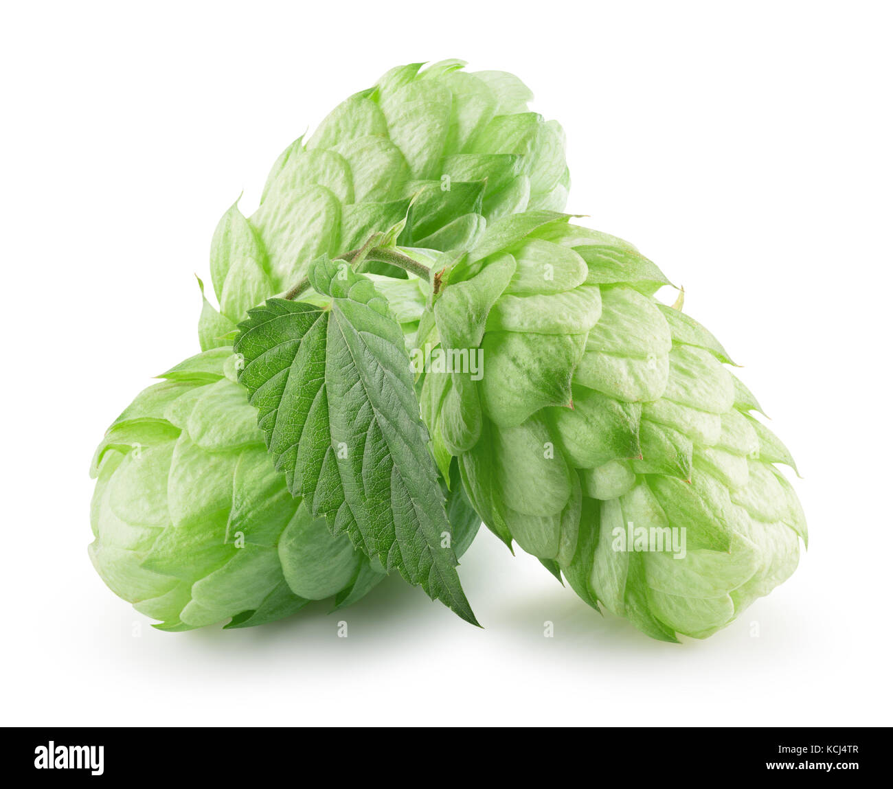 green hops isolated on a white background Stock Photo - Alamy