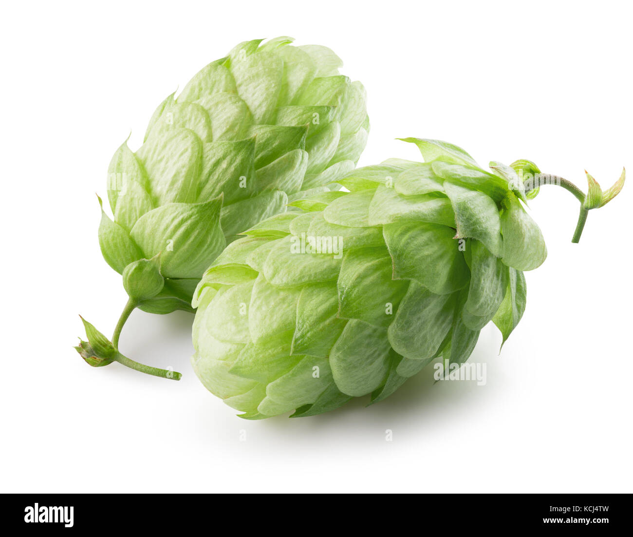 green hops isolated on a white background Stock Photo - Alamy