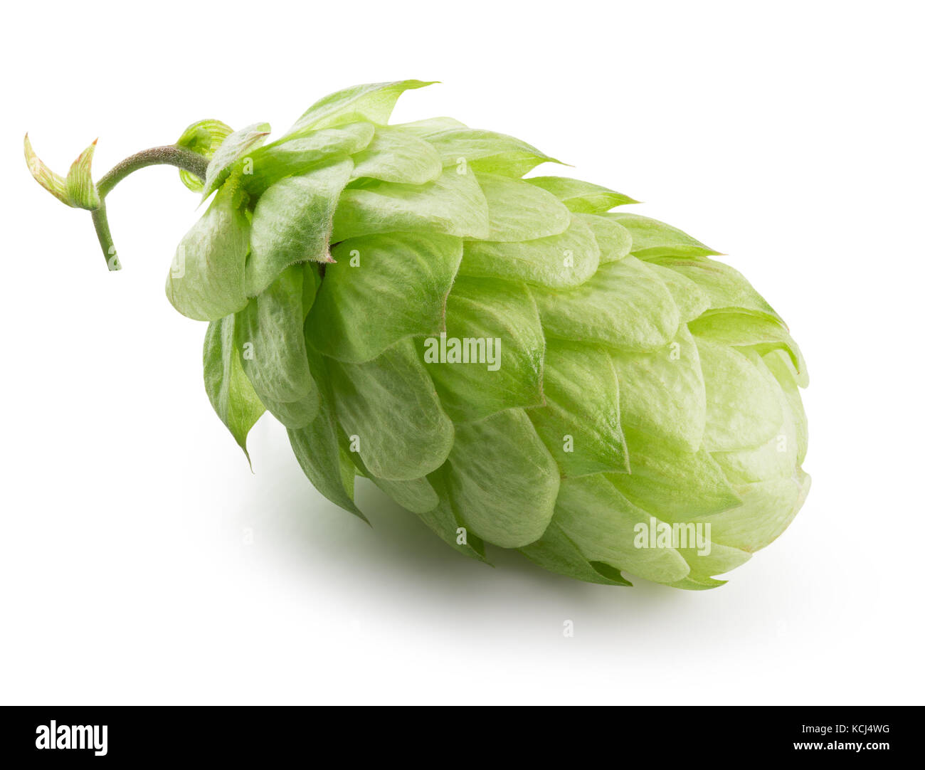 green hops isolated on a white background Stock Photo - Alamy
