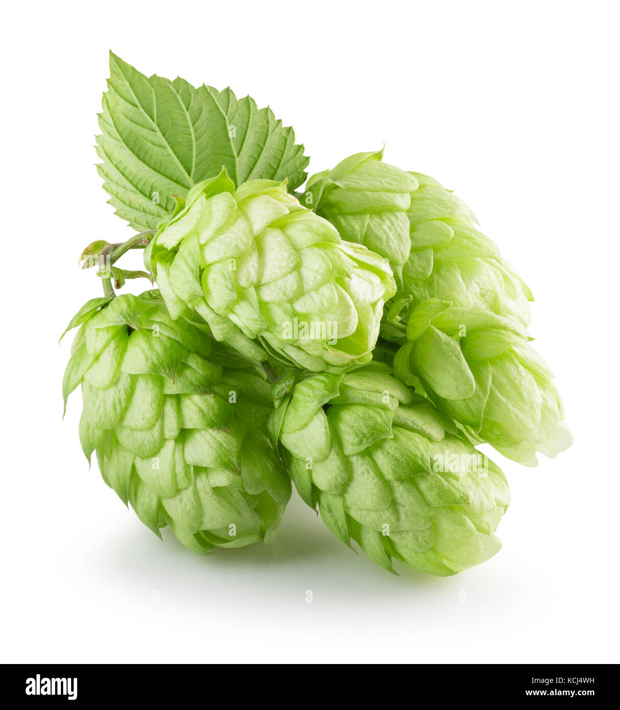 green hops isolated on a white background Stock Photo - Alamy