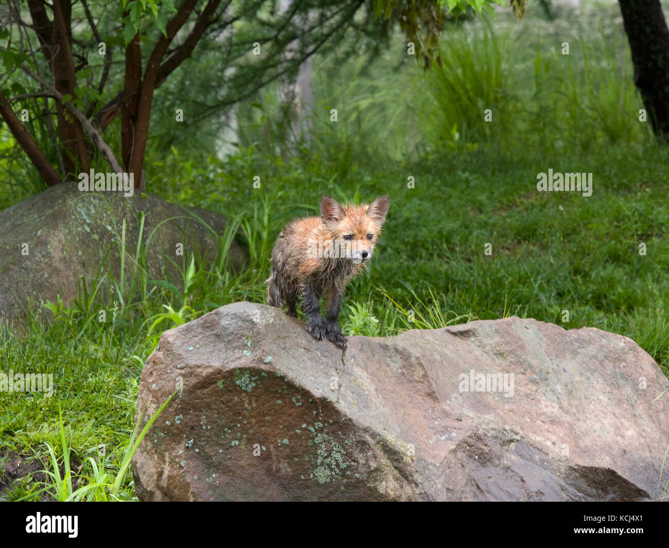 Baby Red Fox Sitting on Boulder Stock Photo - Alamy