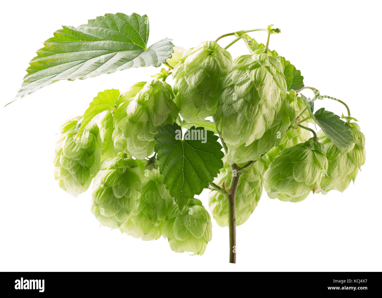 green hops isolated on a white background Stock Photo - Alamy