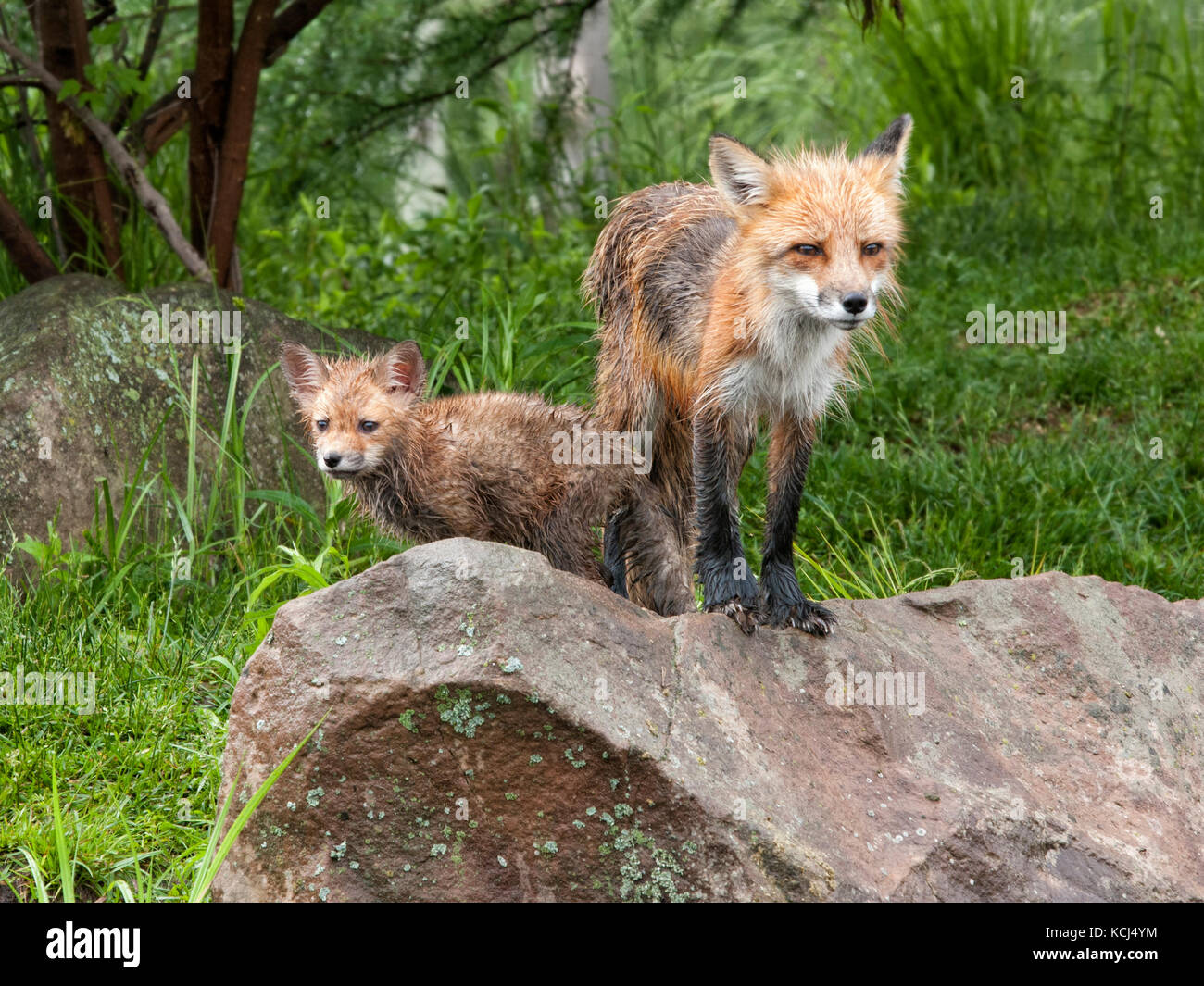 Fox Mom and Kit Standing on a Boulder Stock Photo - Alamy