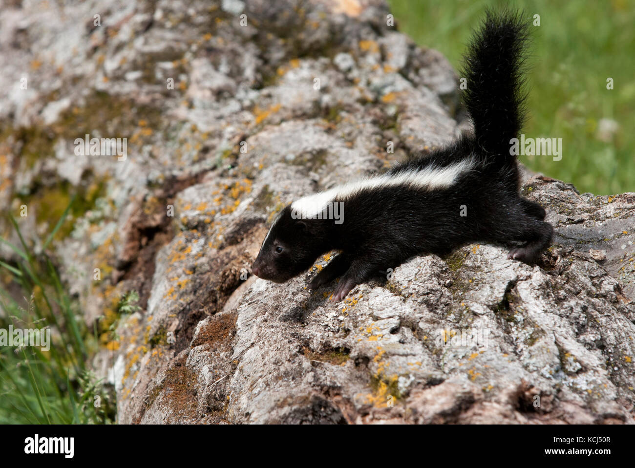 Crawling baby and danger hi-res stock photography and images - Alamy