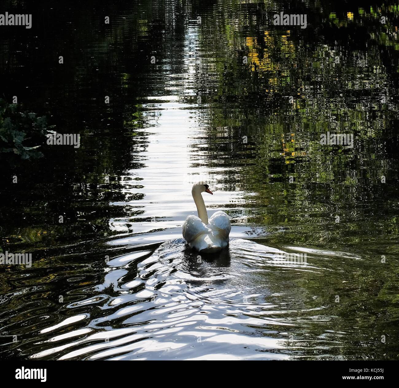 swan on river Stock Photo - Alamy