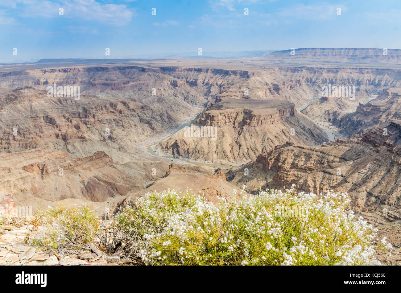 Namibia national flower hi-res stock photography and images - Alamy