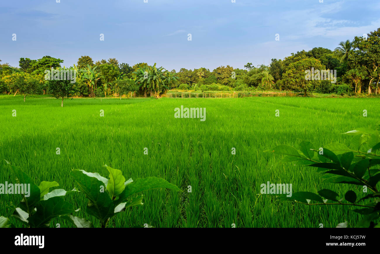 Typical idyllic landscape of a village of Bengal with copy space Stock ...