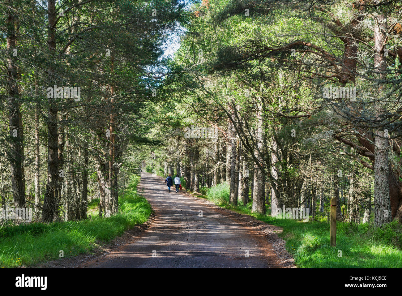 Glenmore national forest hi-res stock photography and images - Alamy