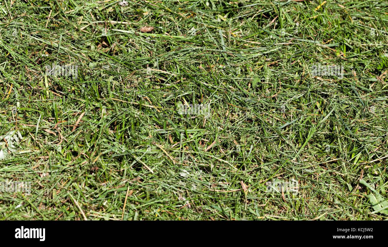 broken and sawn green grass in spring. photo close-up, top view Stock ...