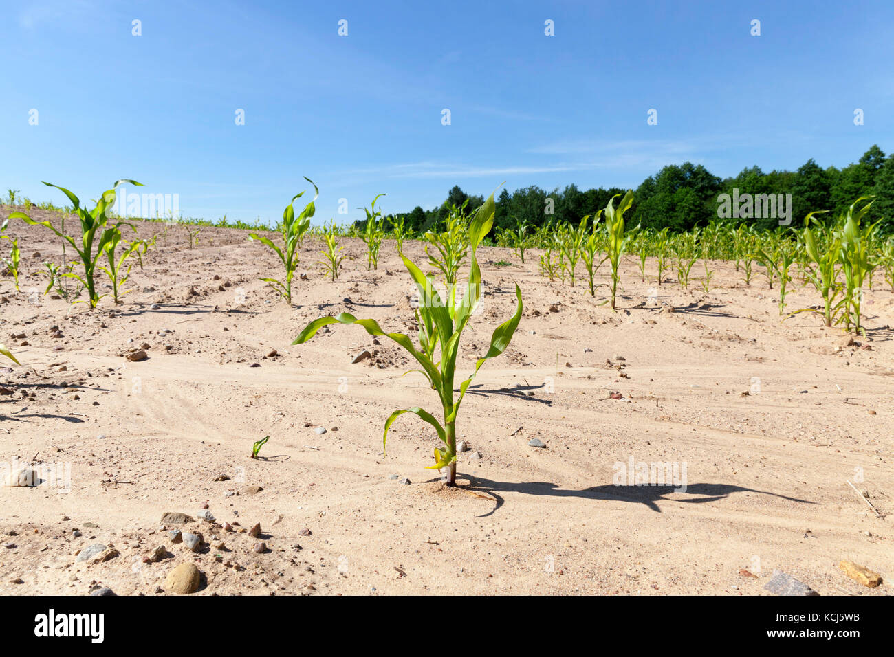 a few first sprouted corn stalks in an agricultural field. photo spring ...