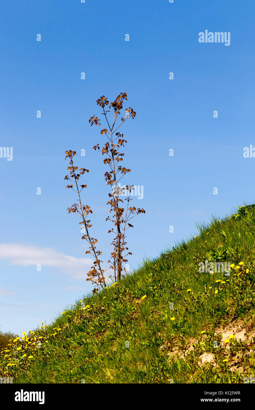 two branches of a tree on a hill. diagonal on the horizon line, photo ...