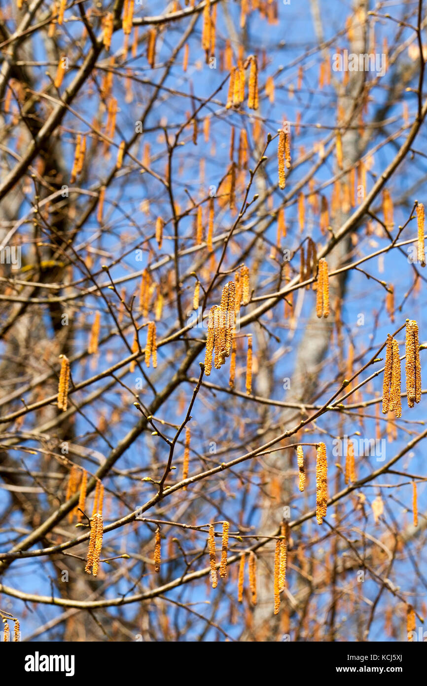 Birch tree during spring view hi-res stock photography and images - Alamy