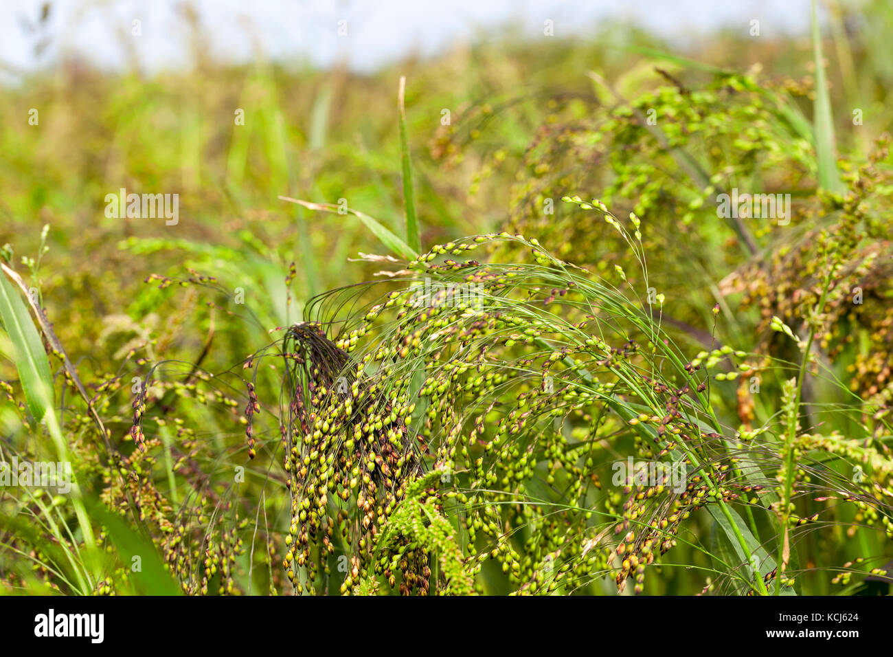 green and purple millet, photographed close-up. agricultural field with ...