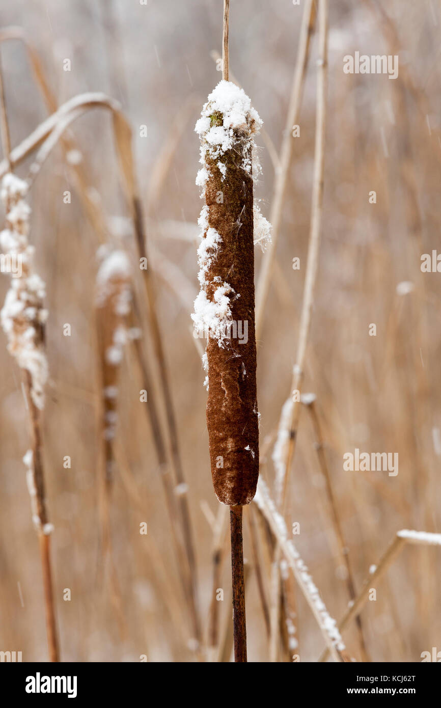 dry brown cattail in winter. photo close-up, puff and seeds sticking ...