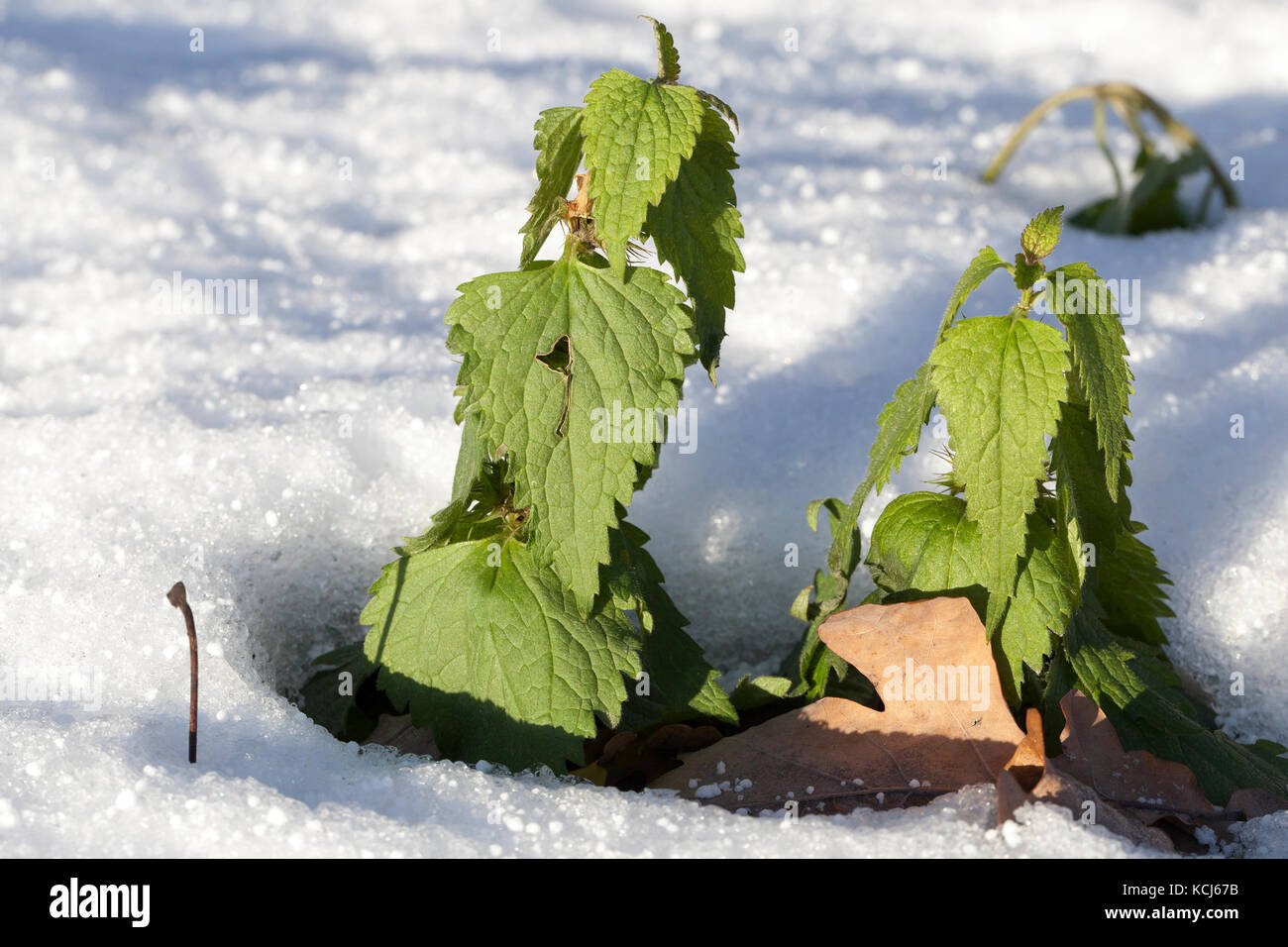 Frost winter frozen nettle hi-res stock photography and images - Alamy