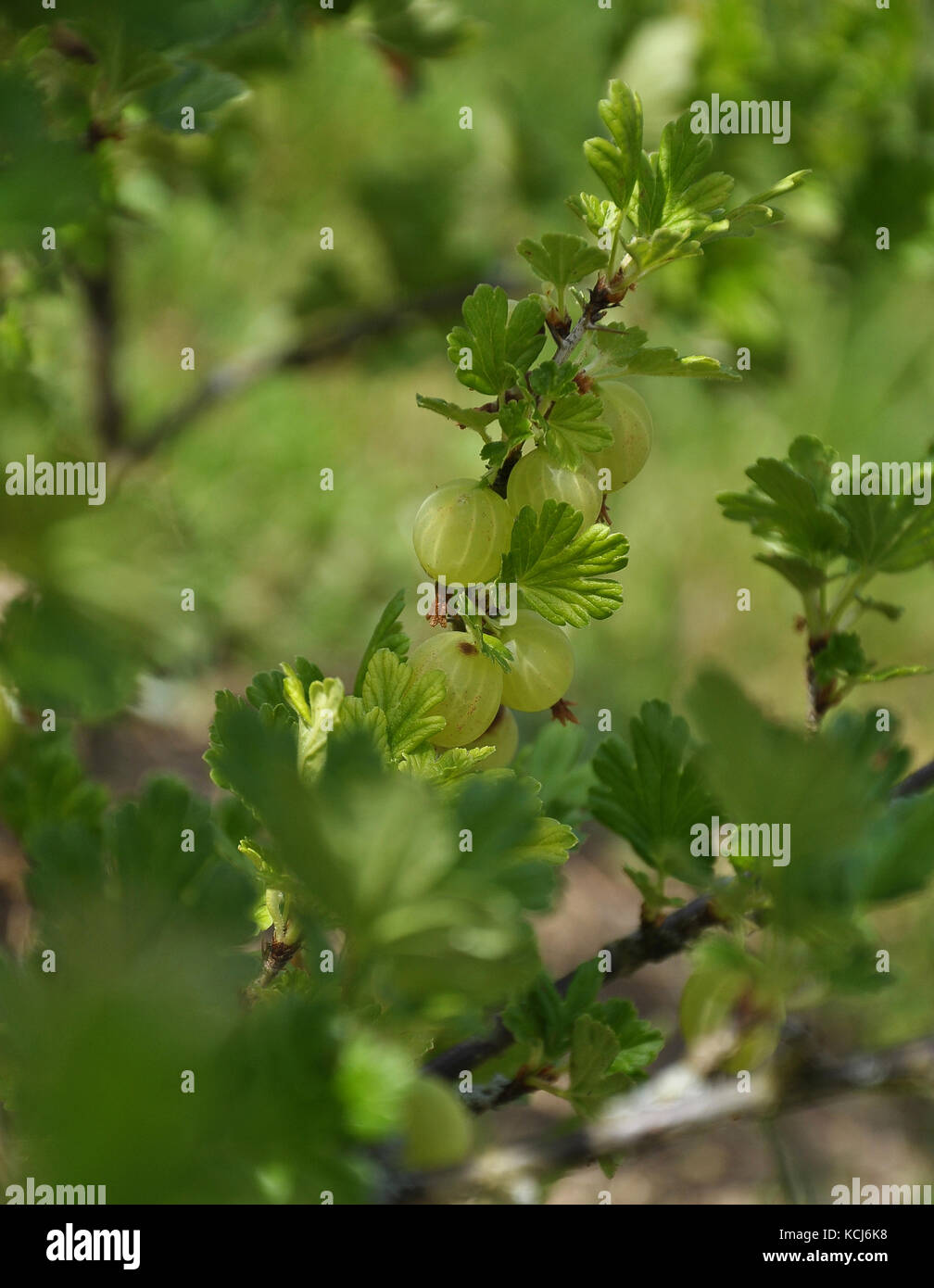 Gooseberry plant in fruit garden Stock Photo - Alamy