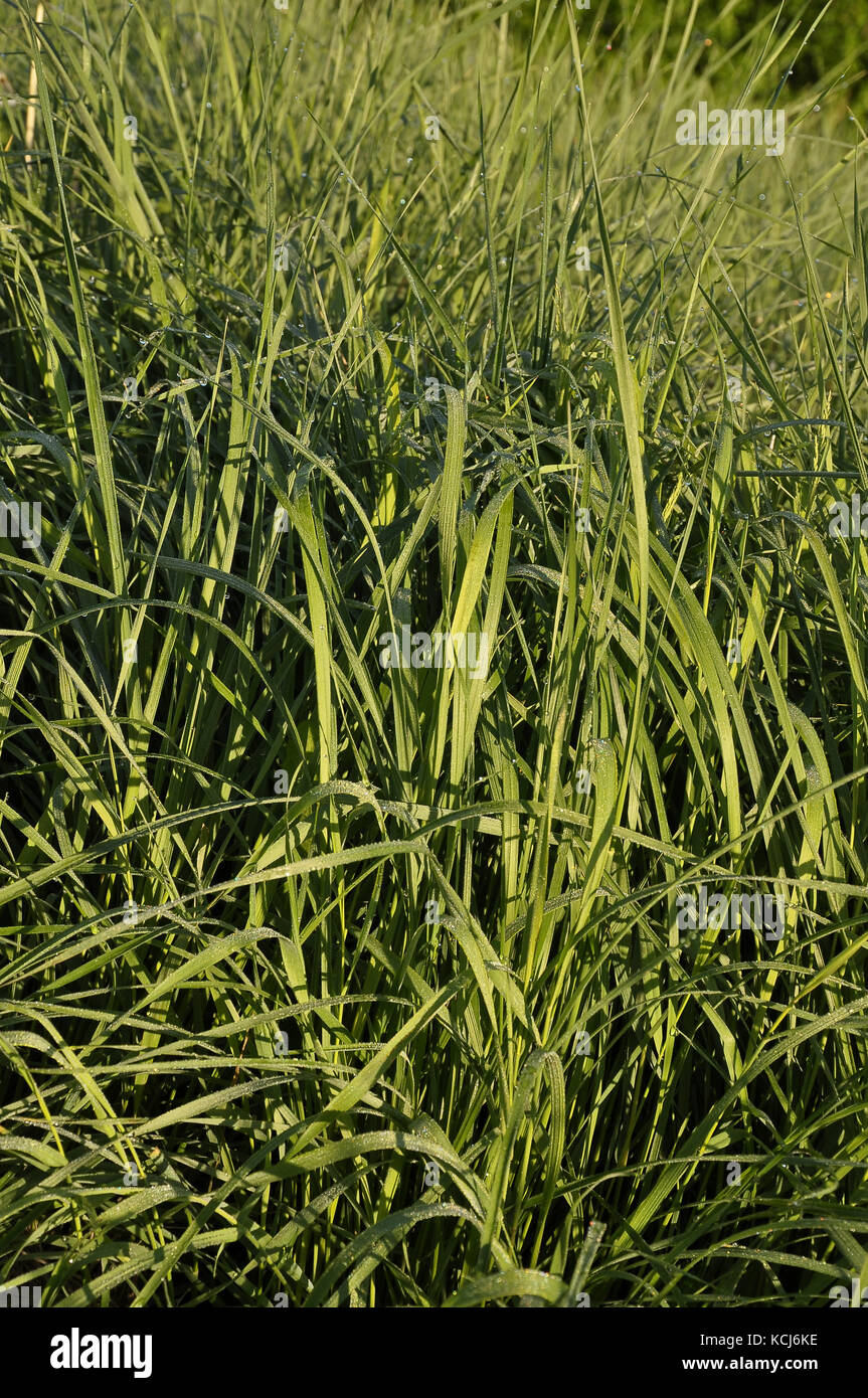 Tall Wheatgrass