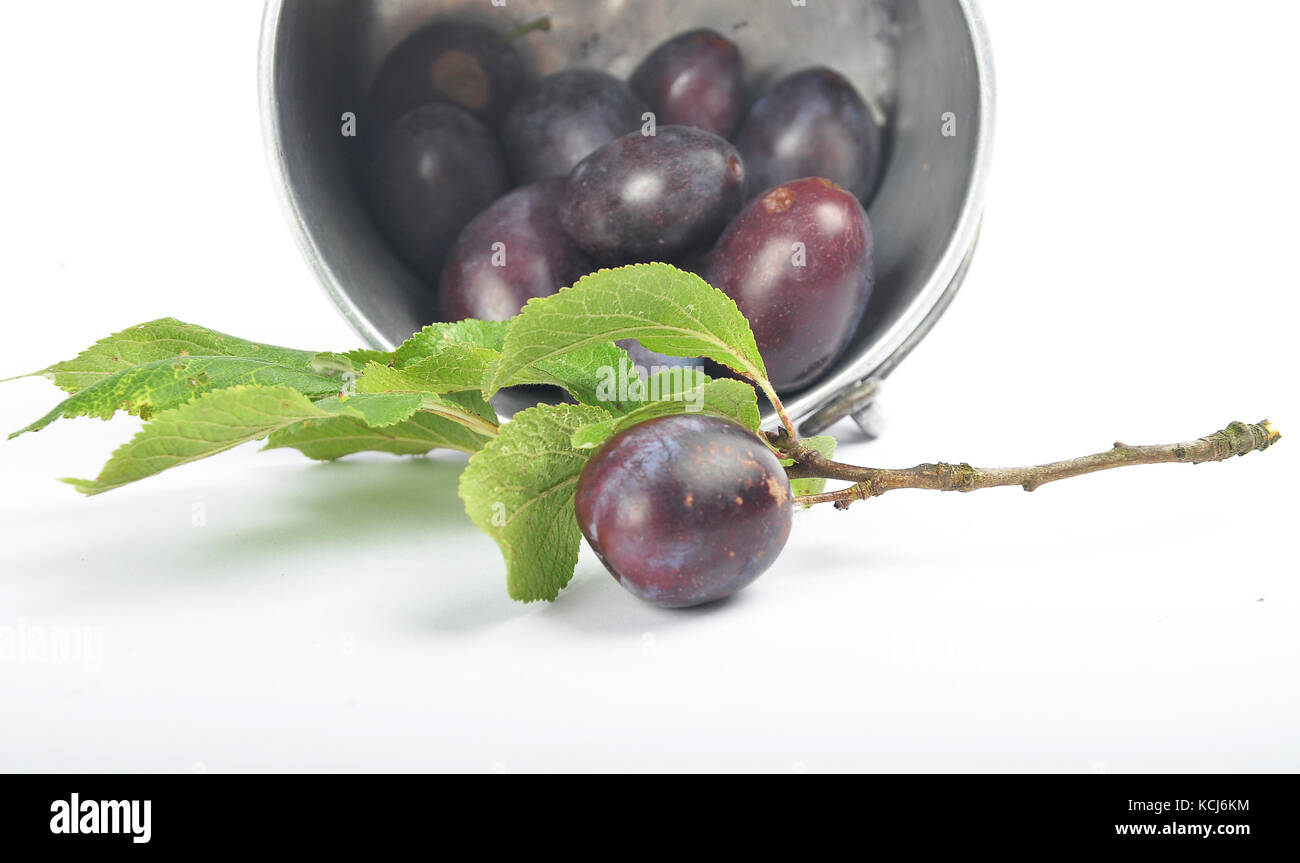Plums with twig and leaves out of tin bucket Stock Photo - Alamy