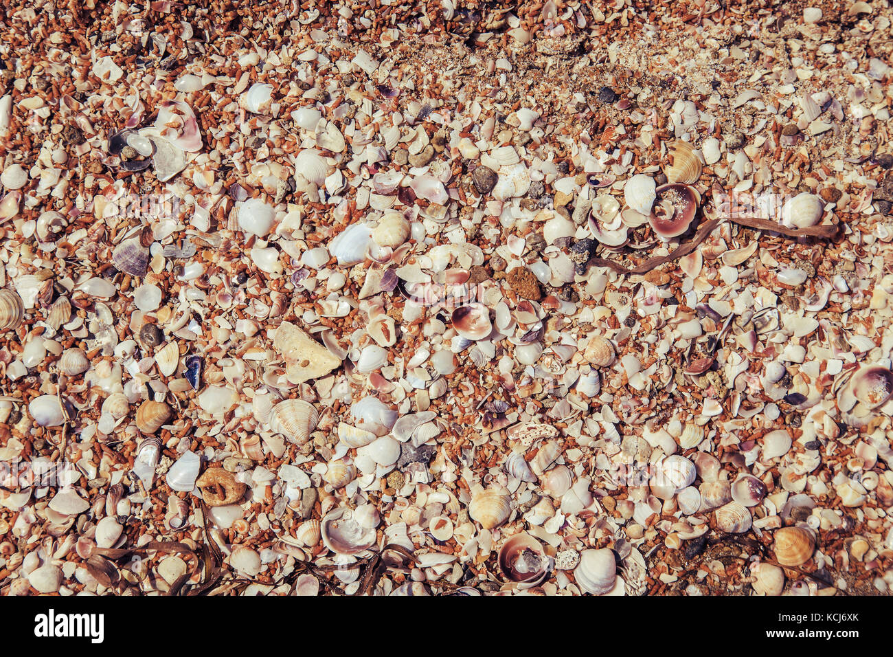 Texture of shells. Natural pattern or background for design Stock Photo ...