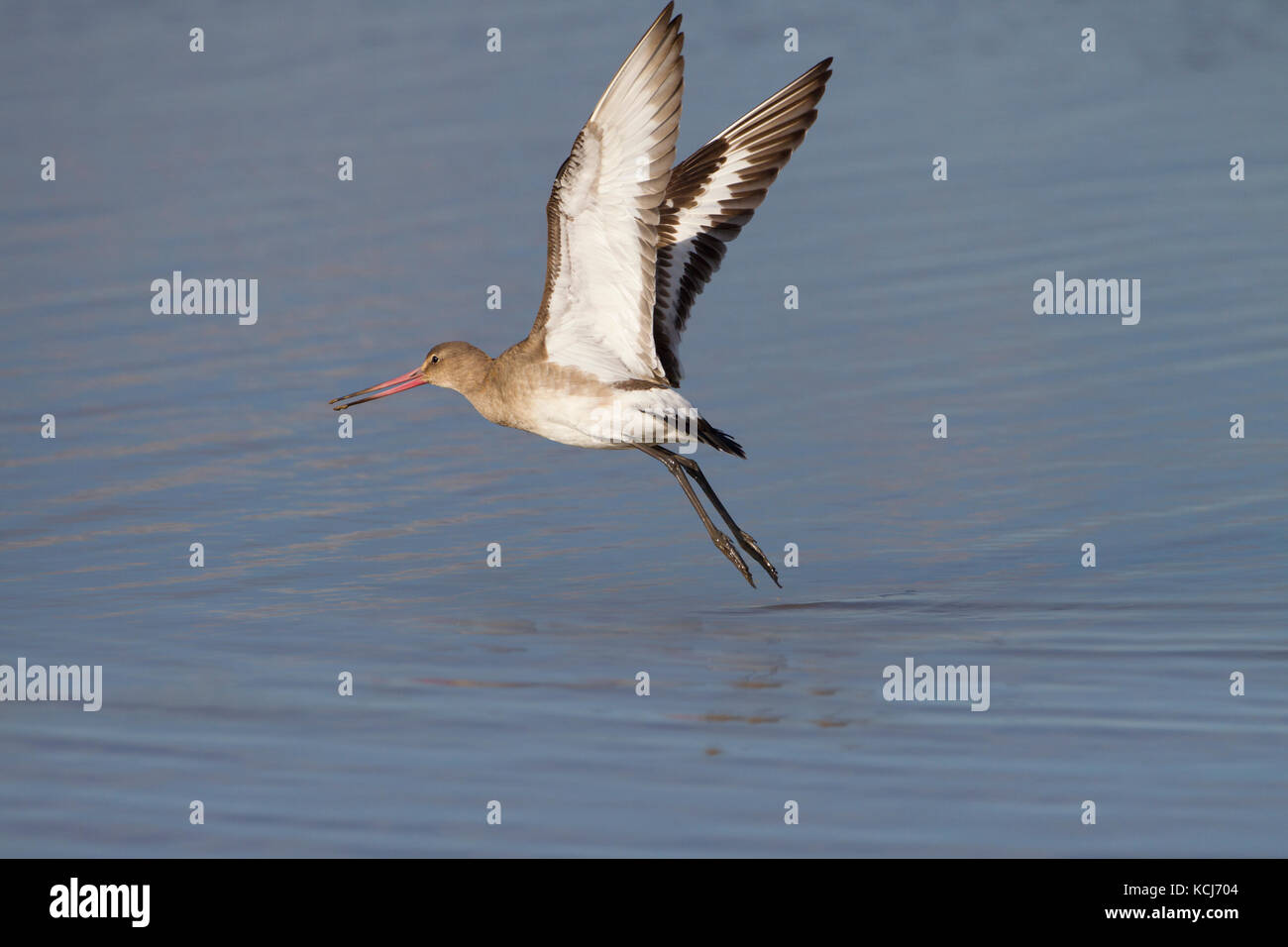 Black tailed godwit habitat hi-res stock photography and images - Alamy