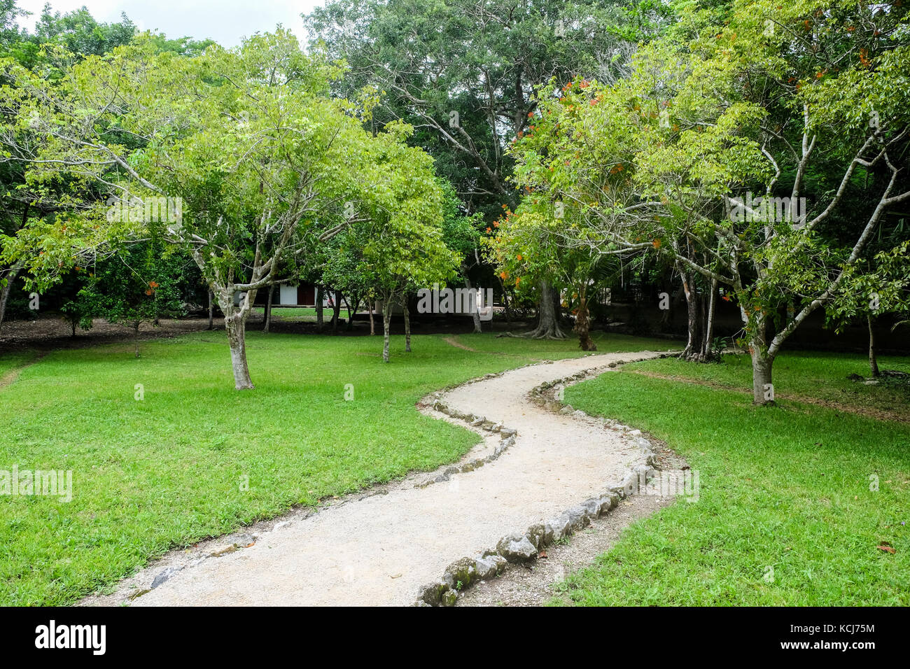 Man made footpath into the Yucatan jungle in Mexico Stock Photo - Alamy