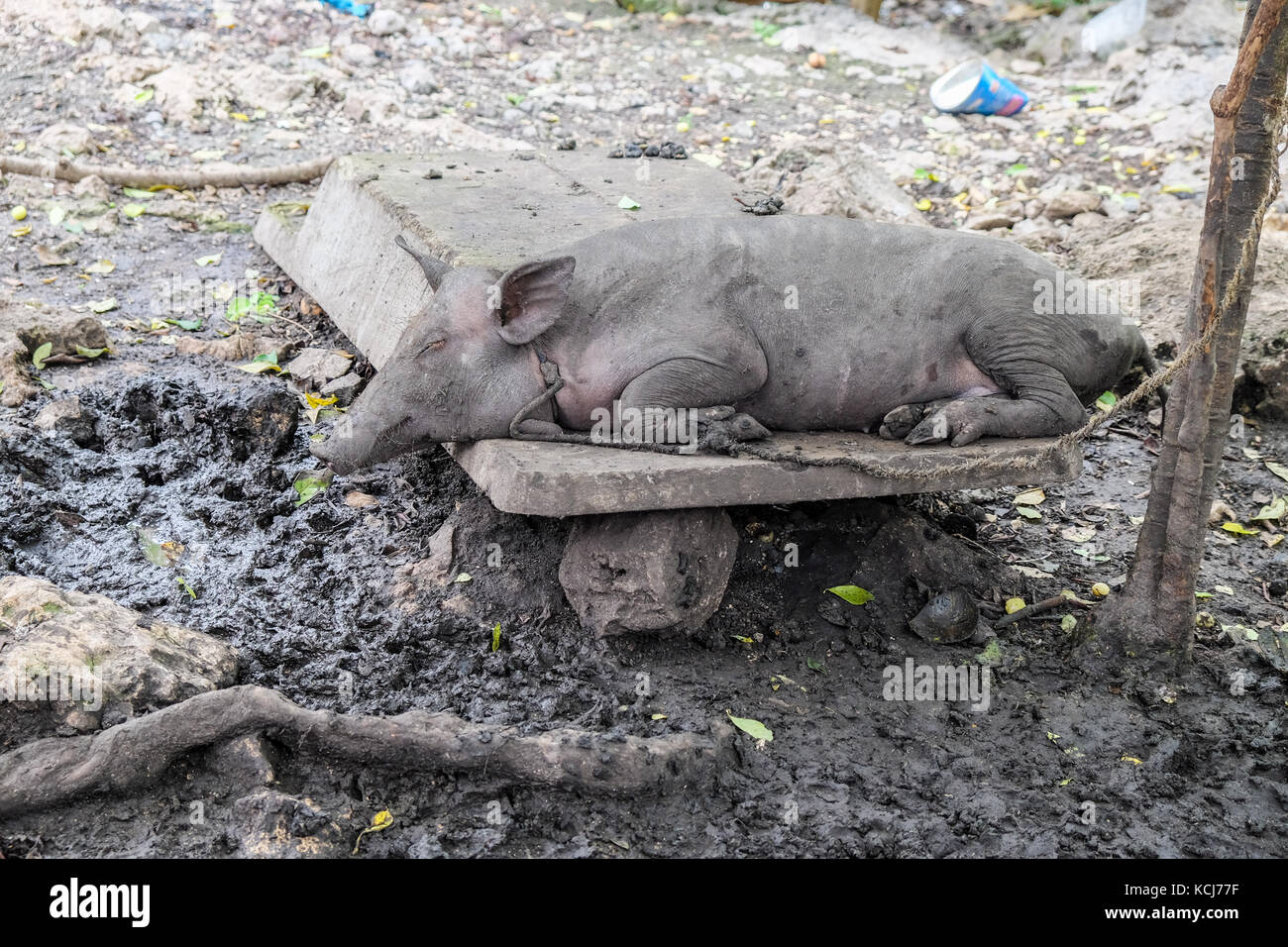 Muddy domesticated pig lying down in jungle in Yucatan, Mexico Stock ...