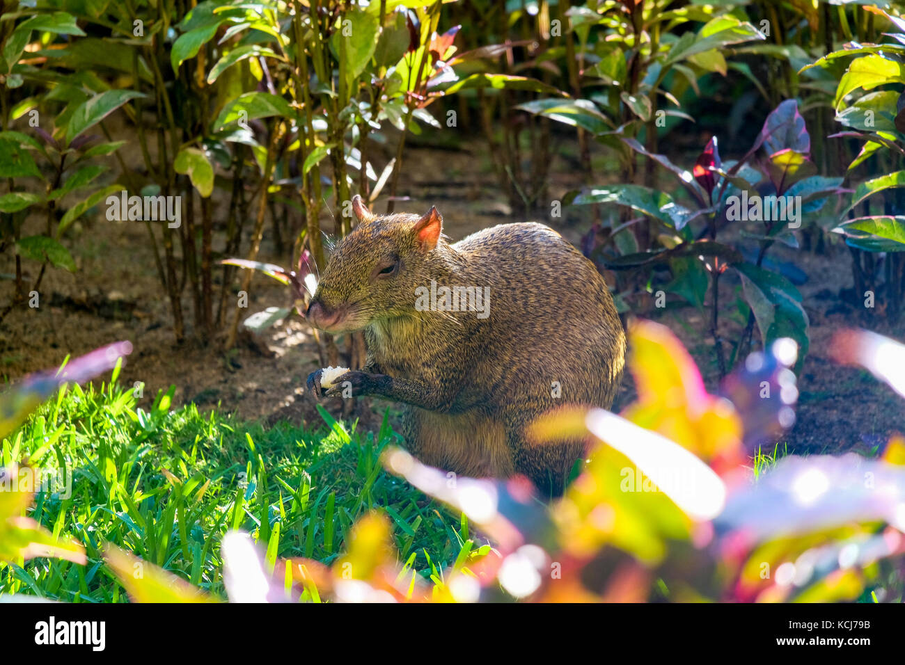 Mexican agouti rodent Stock Photo - Alamy