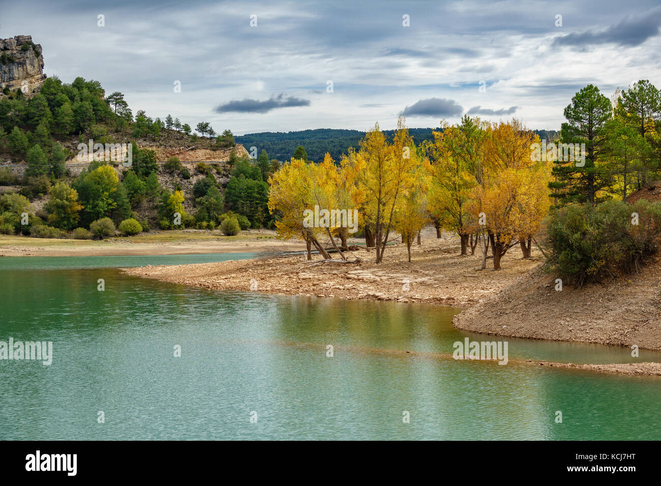 Poplar trees in yellow color near river bank Stock Photo - Alamy