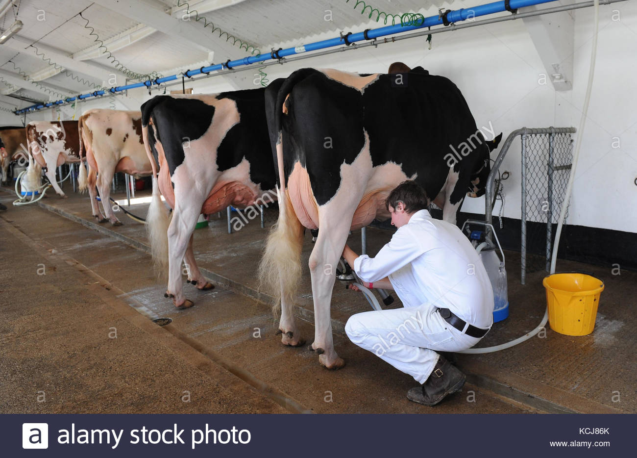 Cows Being Milked Stock Photos & Cows Being Milked Stock Images - Alamy