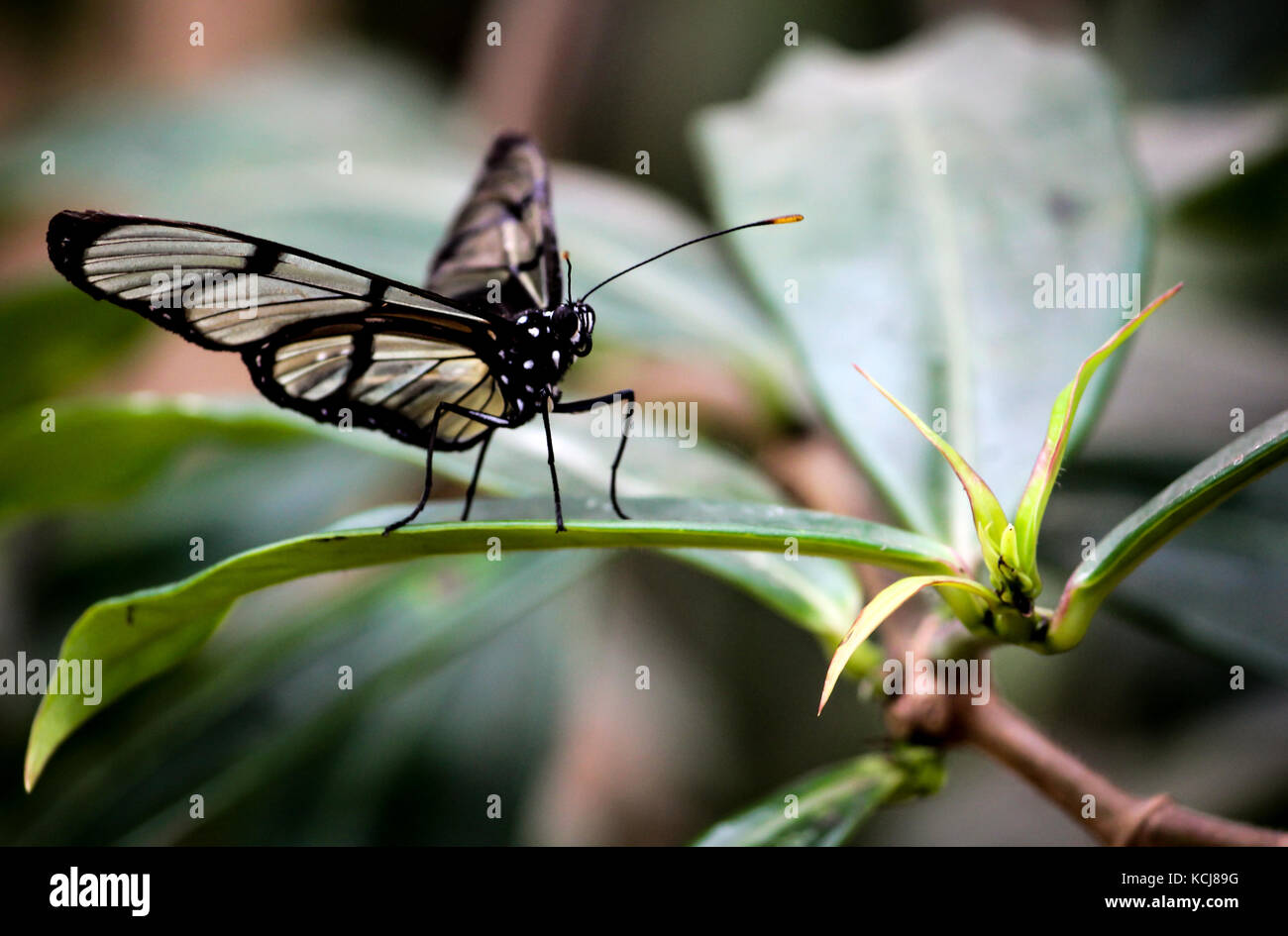 Black butterfly in Ecuadorian rain forest Stock Photo - Alamy