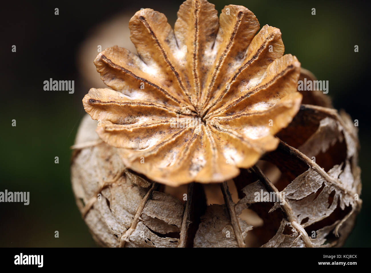Annual dispersal hi-res stock photography and images - Alamy