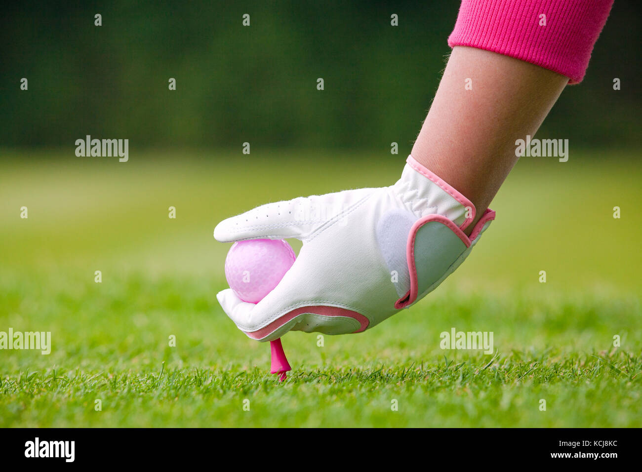 Lady golfer placing her pink ball and tee into the ground on a golf ...