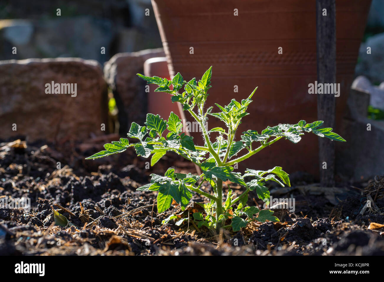 A young tomato bush growing in a vegetable patch in a Sydney backyard ...