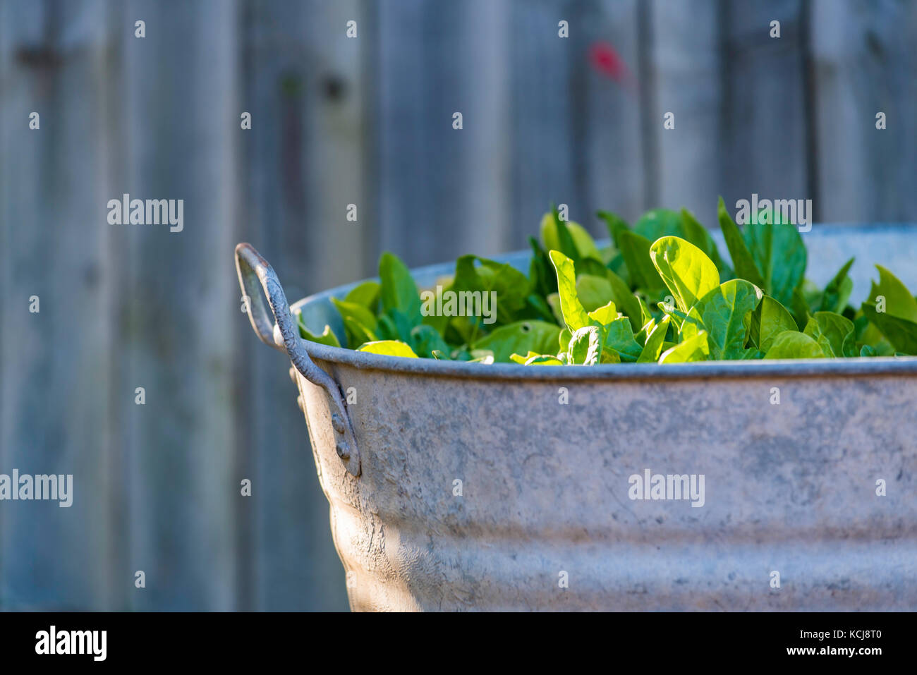 Climbing Plants In A Garden High Resolution Stock Photography and ...