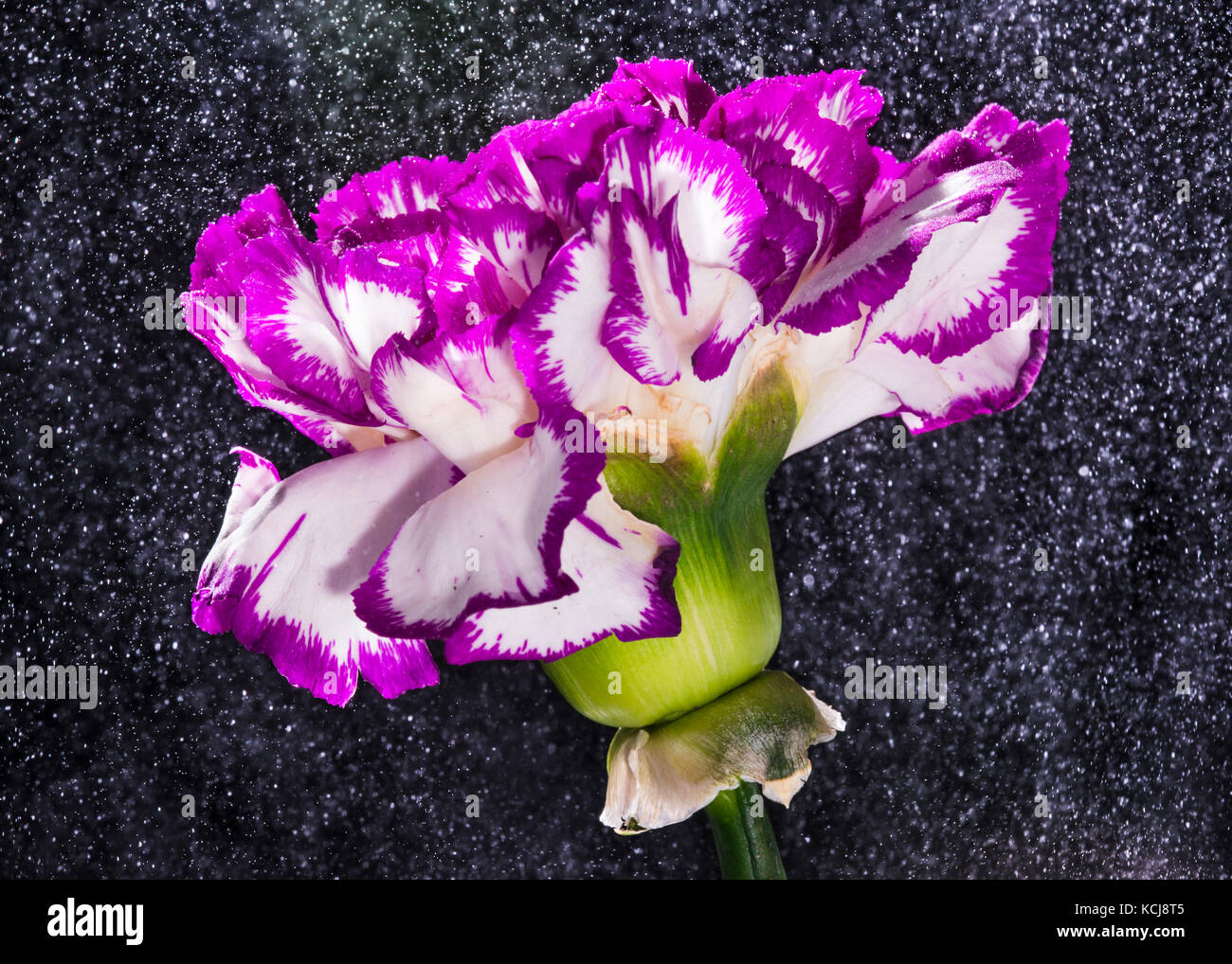 Dramatic Pink Flower in Rain Stock Photo - Alamy