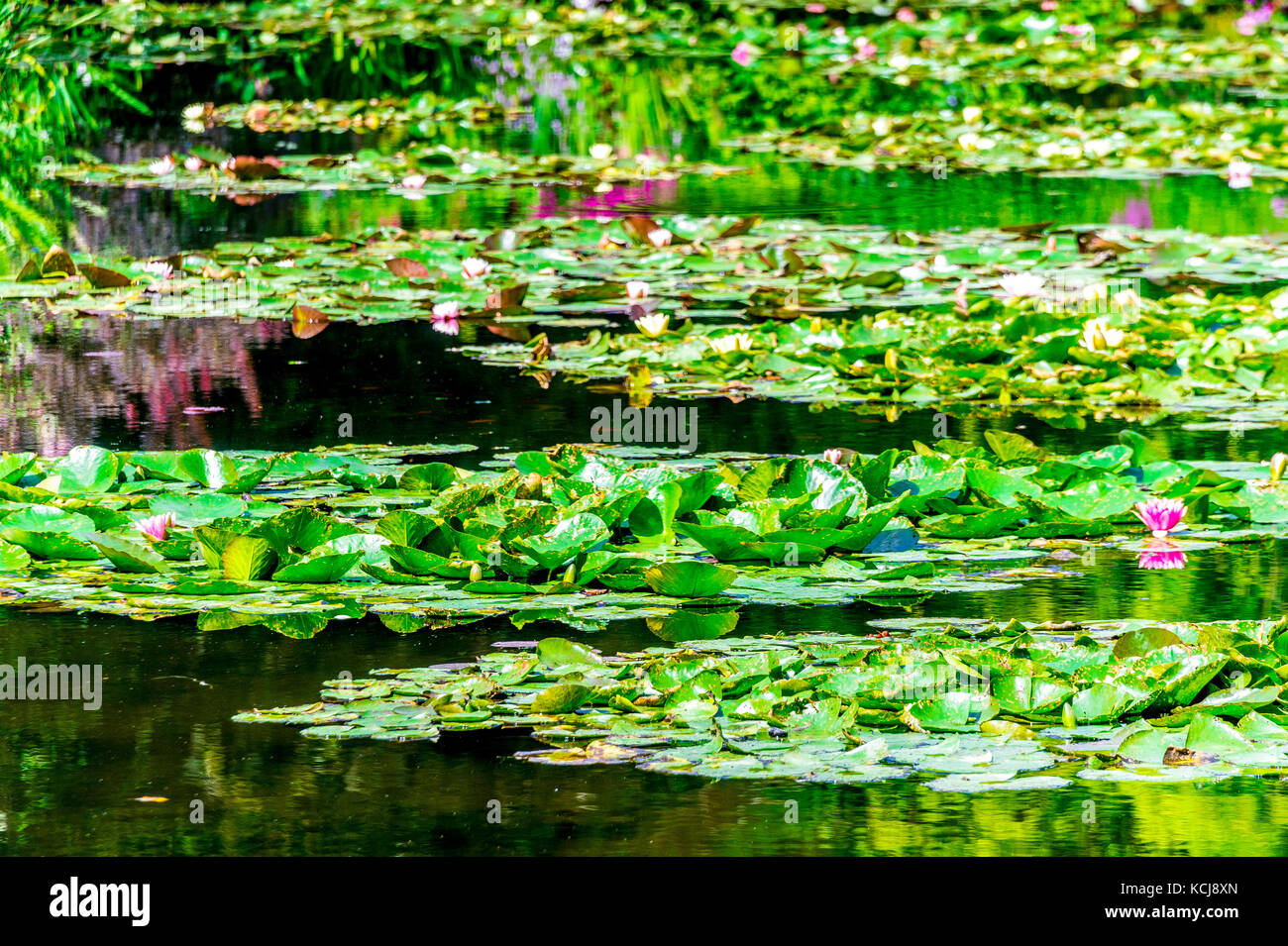 Famous Lily pond in Monet's garden Stock Photo - Alamy