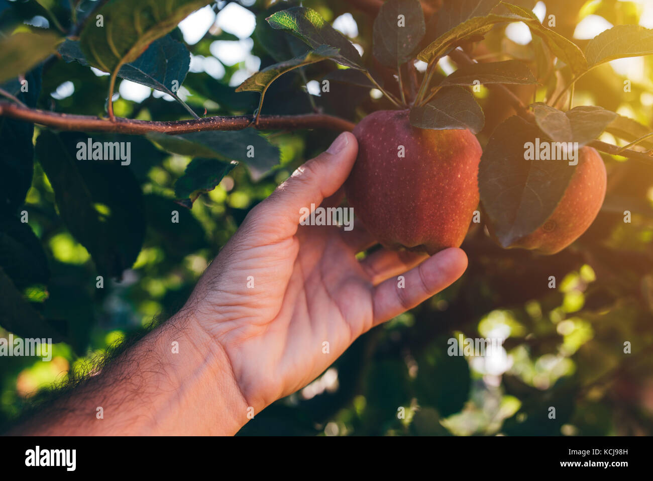 Farmer examining apple fruit grown in organic garden, male hand holding ...