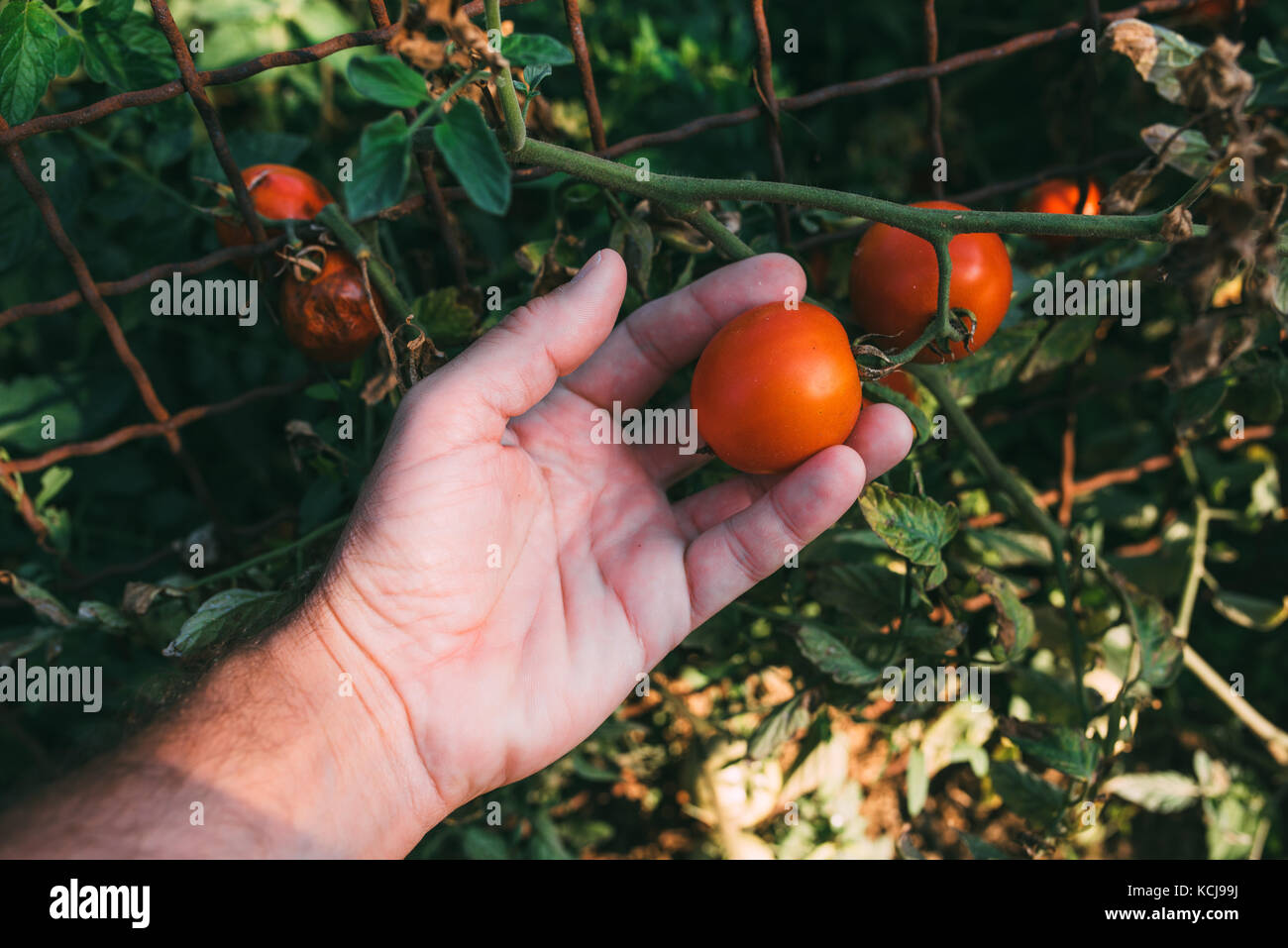 Farmer examining and picking ripe tomato fruit grown in organic garden ...