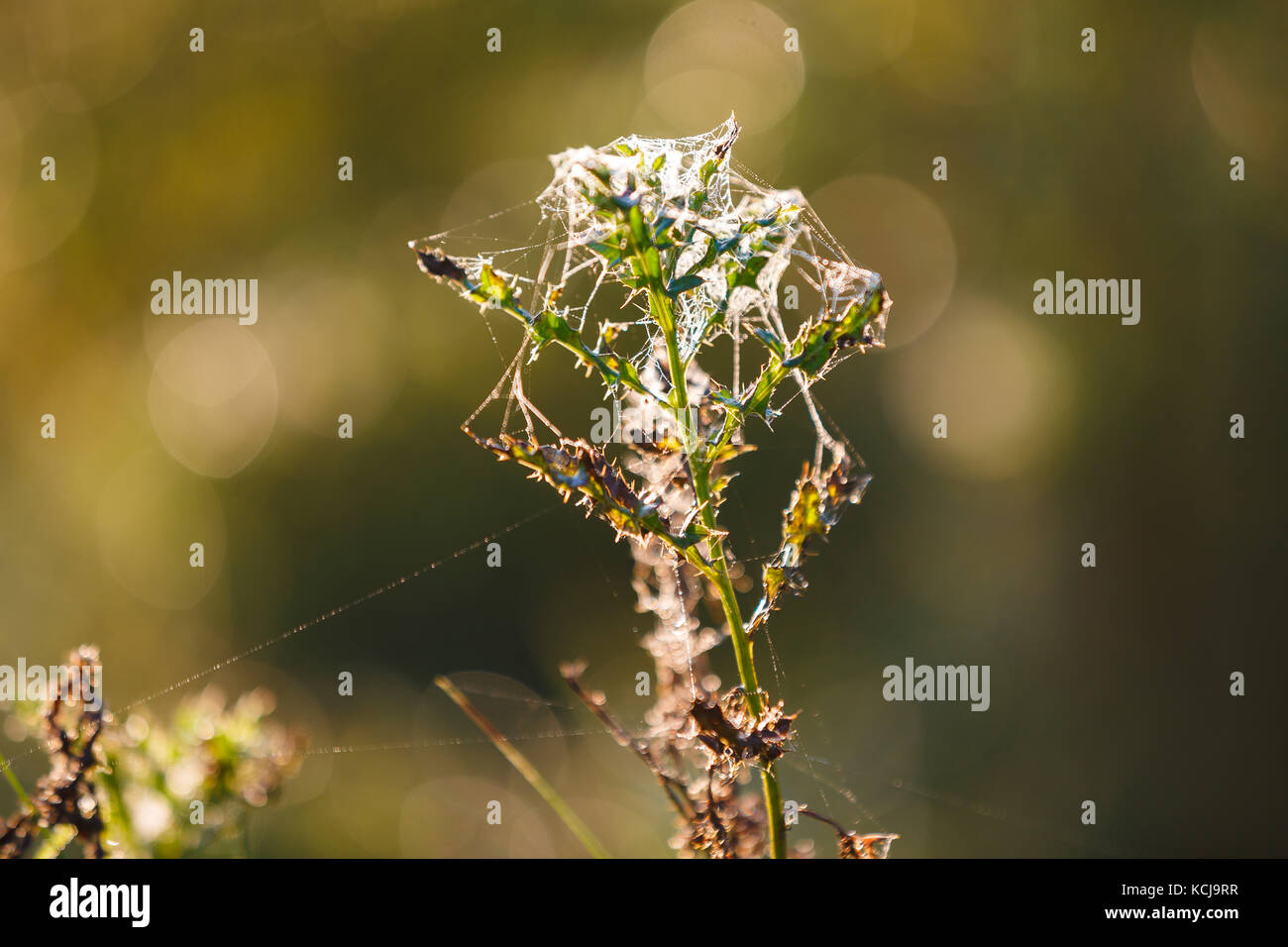Wild flowers with cobwebs in the morning sunlight in the fall Stock ...