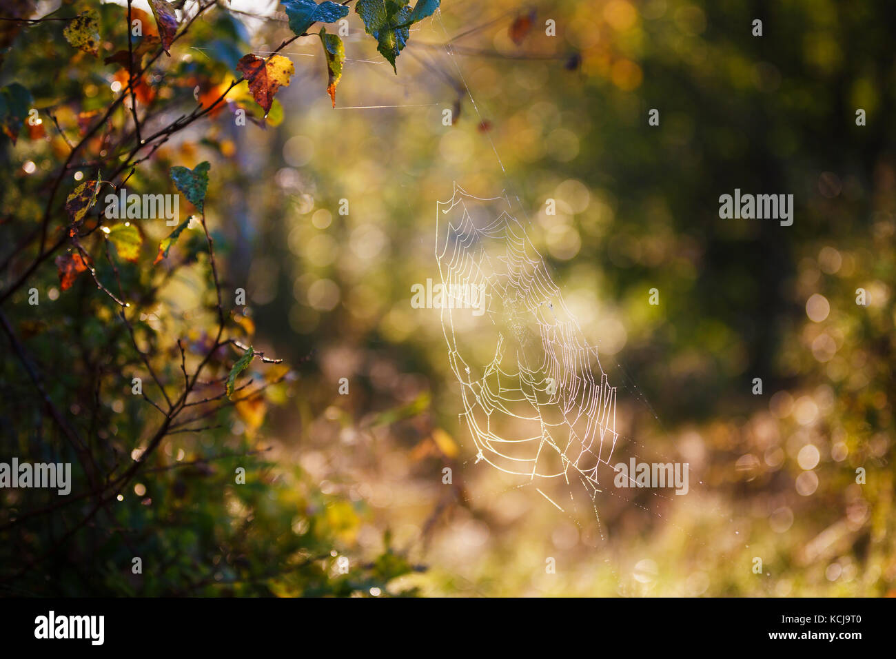 Cobweb in the morning sunlight in the fall Stock Photo - Alamy