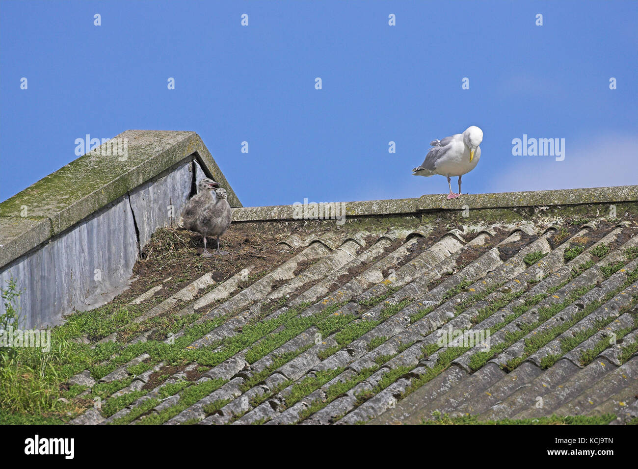 Herring gull Larus argentatus nesting on building roof Inverness ...