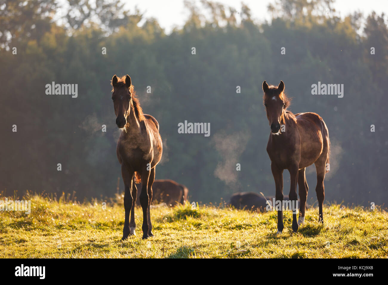 Two foals on the meadow in morning sunlight Stock Photo - Alamy