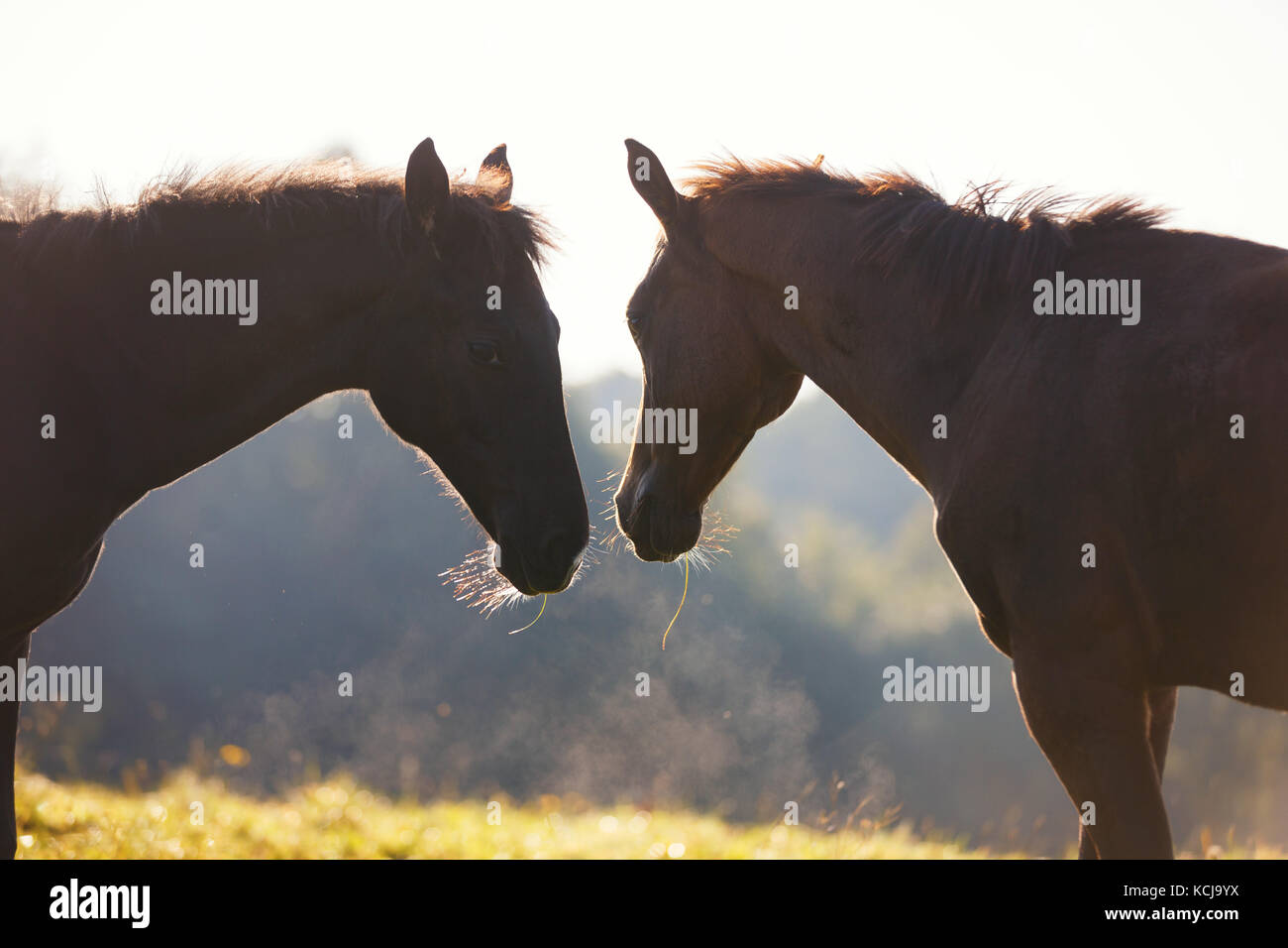 Two foals on the meadow in morning sunlight Stock Photo - Alamy